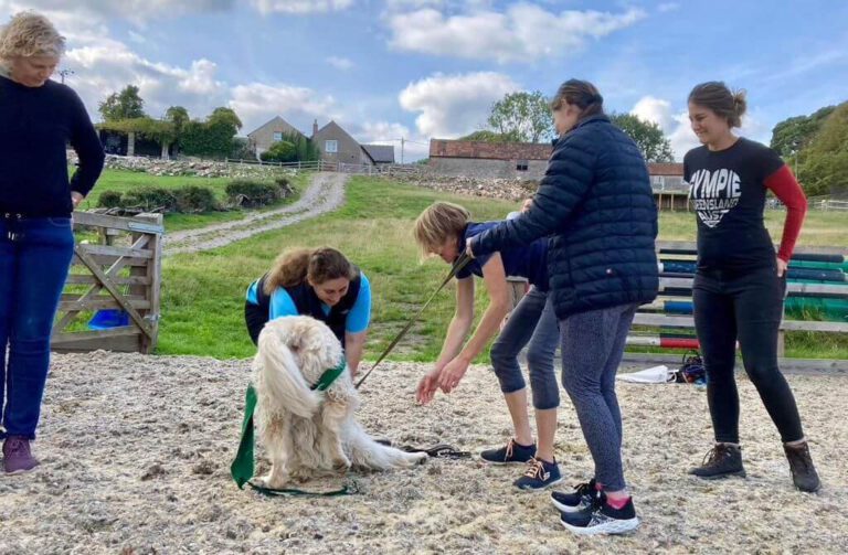 About Us | The College of Animal Physiotherapy