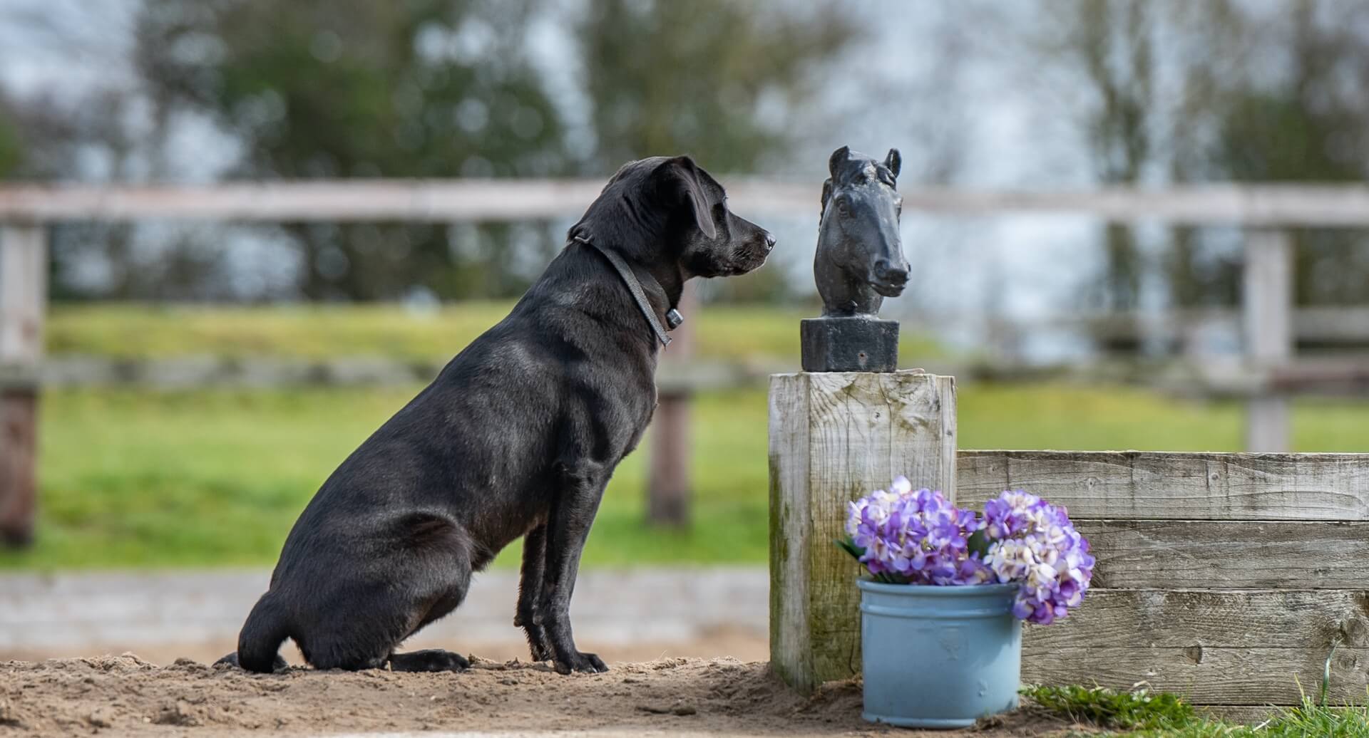 Contact Us | The College of Animal Physiotherapy