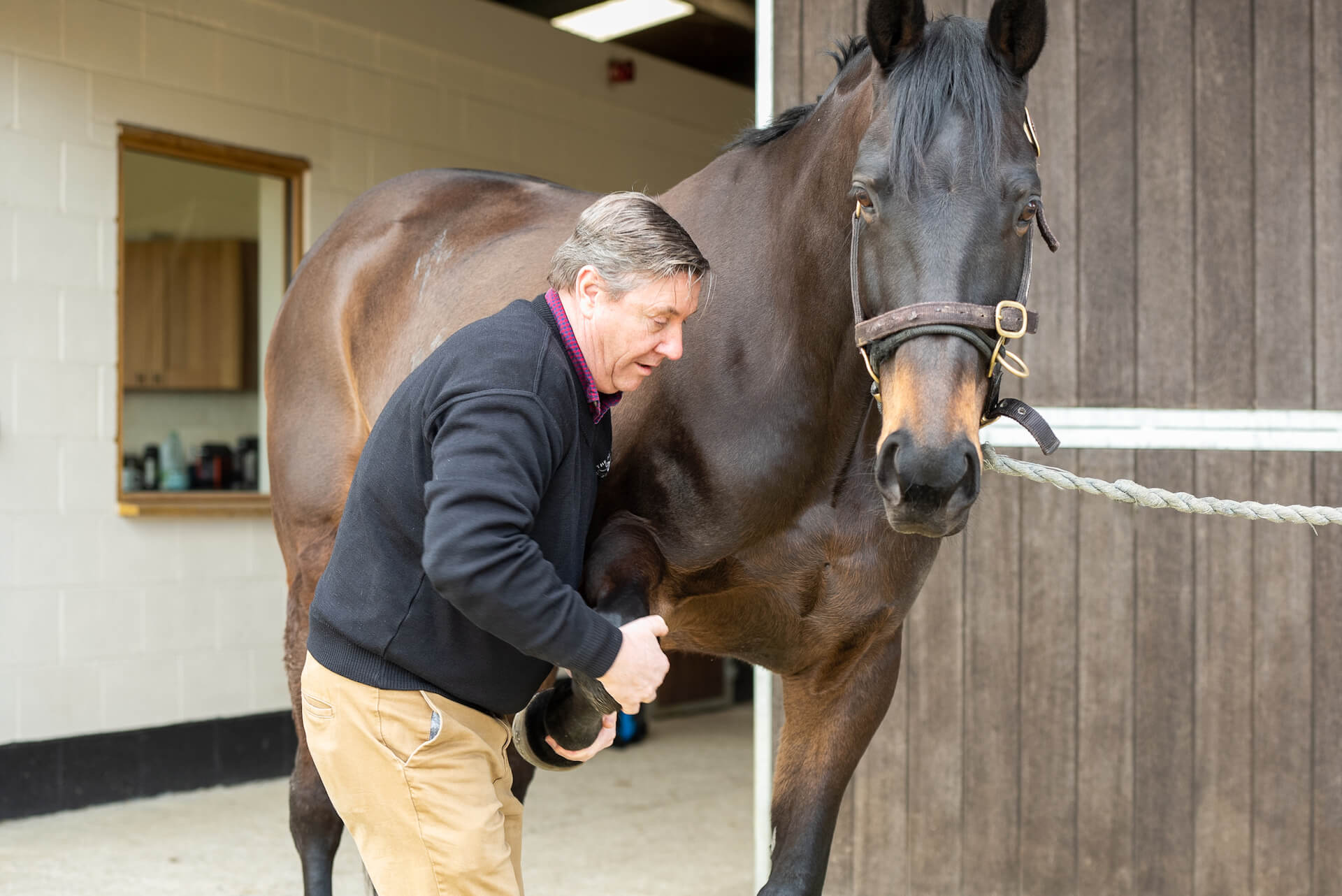 Home | The College of Animal Physiotherapy (TCAP)