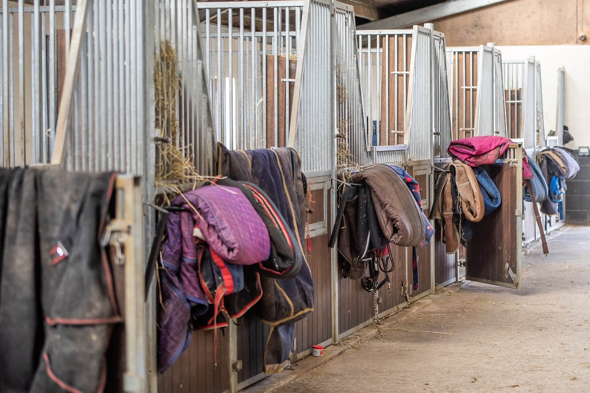 FAQs | The College of Animal Physiotherapy