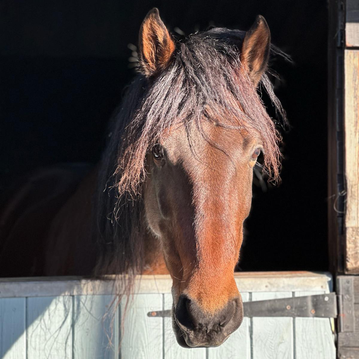 Visit TCAP HQ | The College of Animal Physiotherapy
