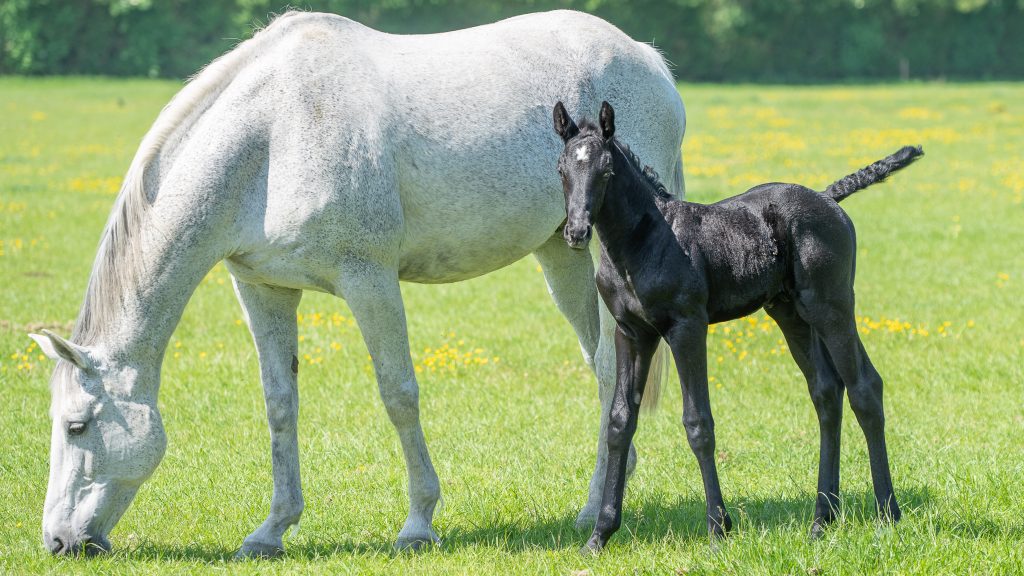 International Students | The College of Animal Physiotherapy